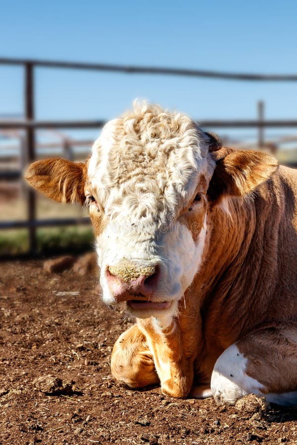 Young Free Range Bull/cattle Close Up Stock Image - Image of range ...