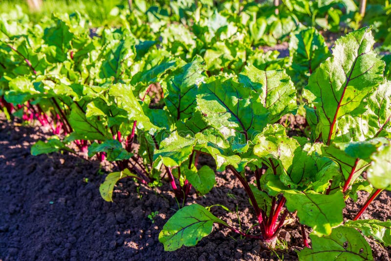 Young Fresh Beet Leaves. Beetroot Plants in a Row from a Close Distance ...