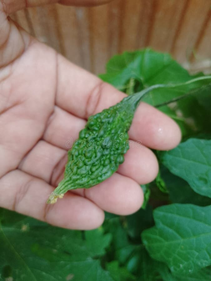 A Young Fresh Bitter Gourd on the Vine Stock Photo - Image of fresh ...