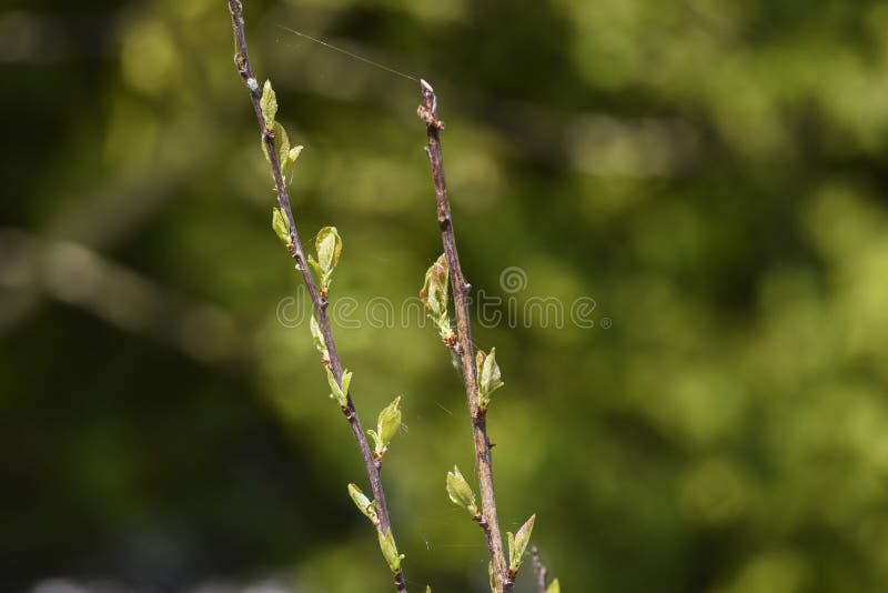 Young and Fresh Buds on a Tree Growing in Spring Stock Image - Image of ...