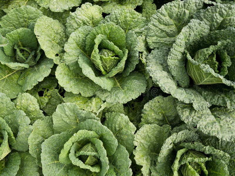 Young Fresh Cabbages Growing Stock Photo - Image of droplets, crinkly ...