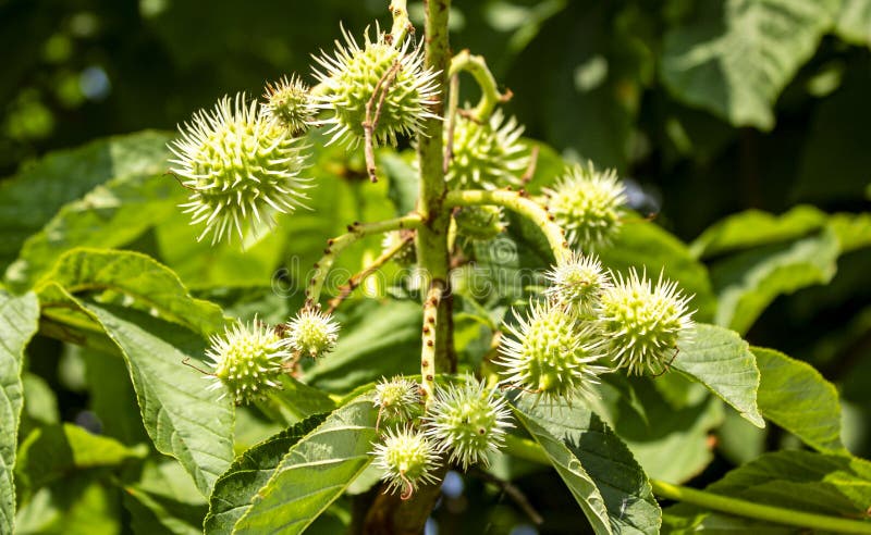 Young Fresh Chestnut Seeds Growing Stock Photo - Image of fresh ...