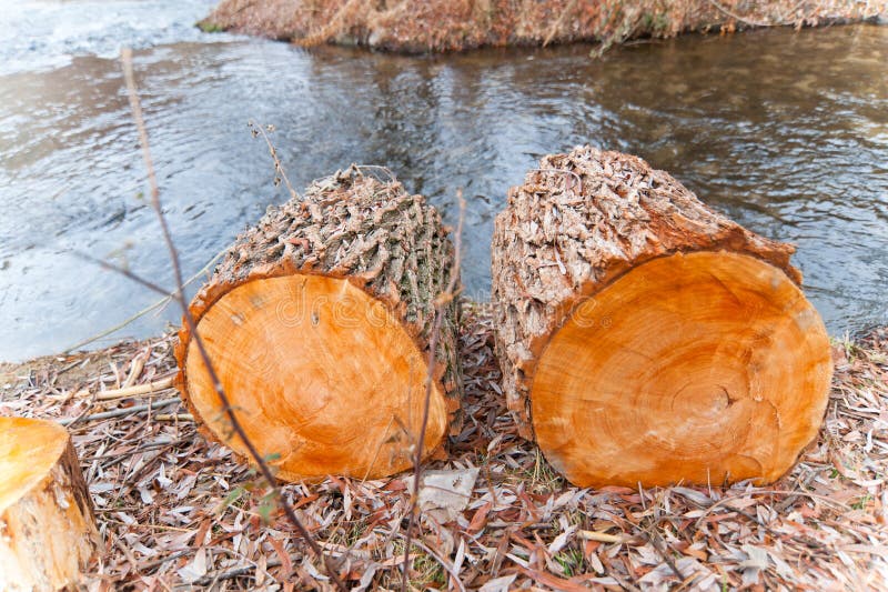 Young Fresh Cut Firewood Near by the River Stock Image - Image of aroma ...