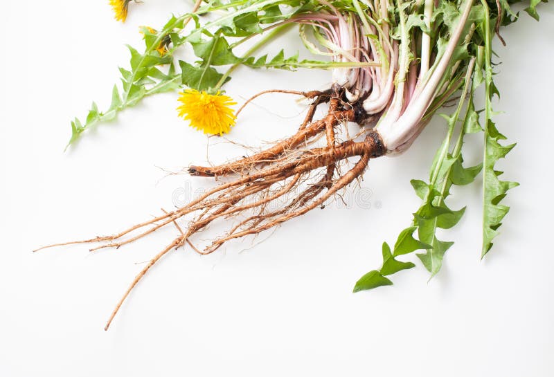 Young Fresh Dandelion Roots on a White Background Stock Image - Image ...