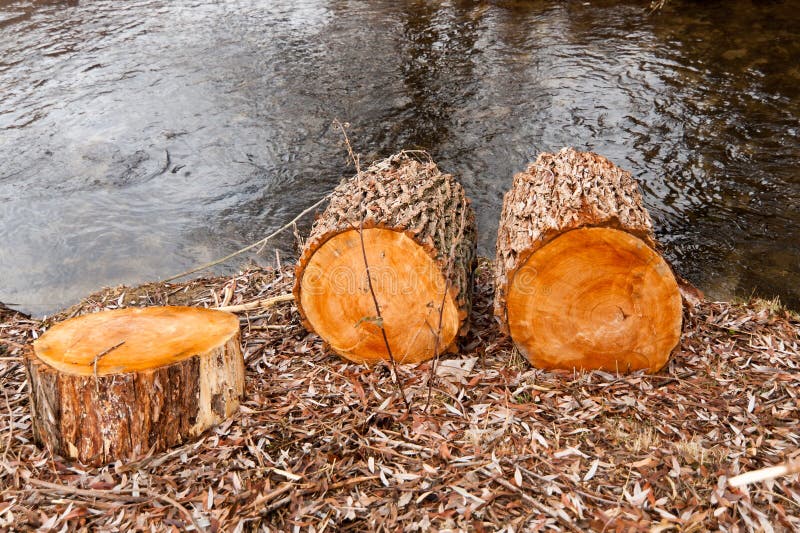 Young Fresh Firewood Near by the River Stock Image - Image of fireplace ...