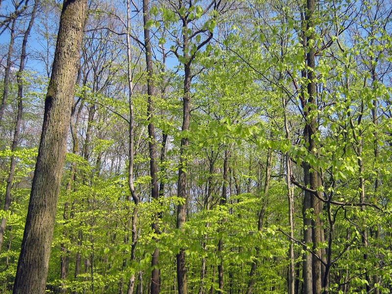Young Fresh Forest with Thin Trees. Natural Heritage of the Environment ...