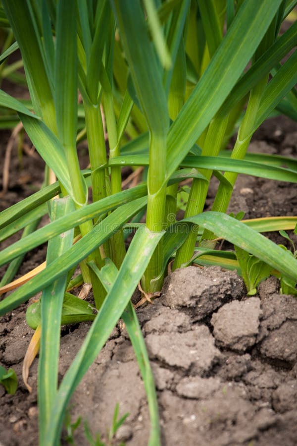 Young fresh garlic stock image. Image of plant, field - 92310511