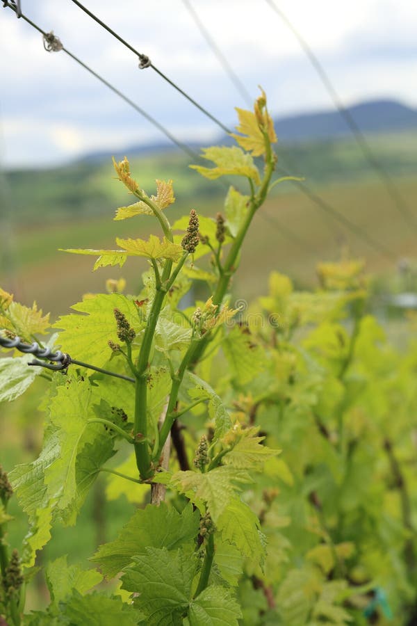 Young Fresh Grapevine Shoot Stock Photo - Image of vineyards ...