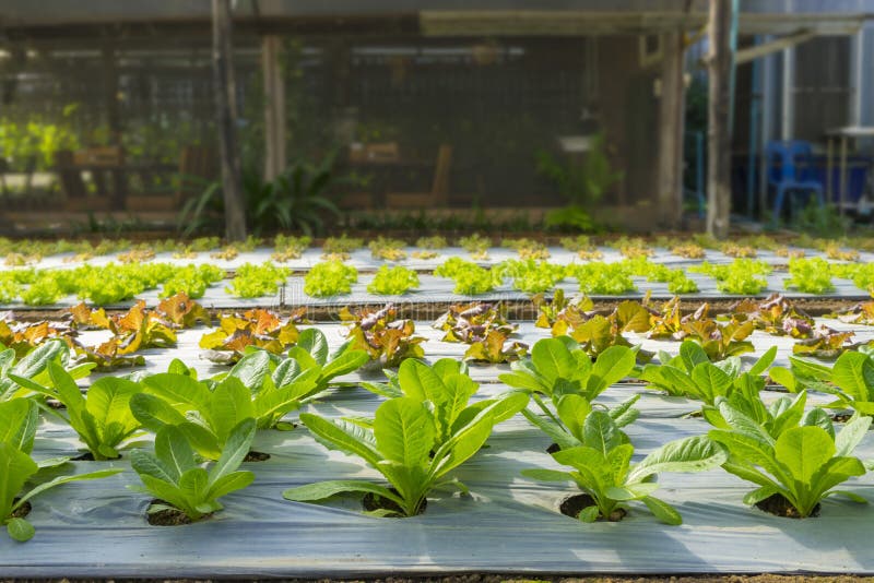 Young Fresh Green Cos Growth in Farm. Stock Photo - Image of background ...