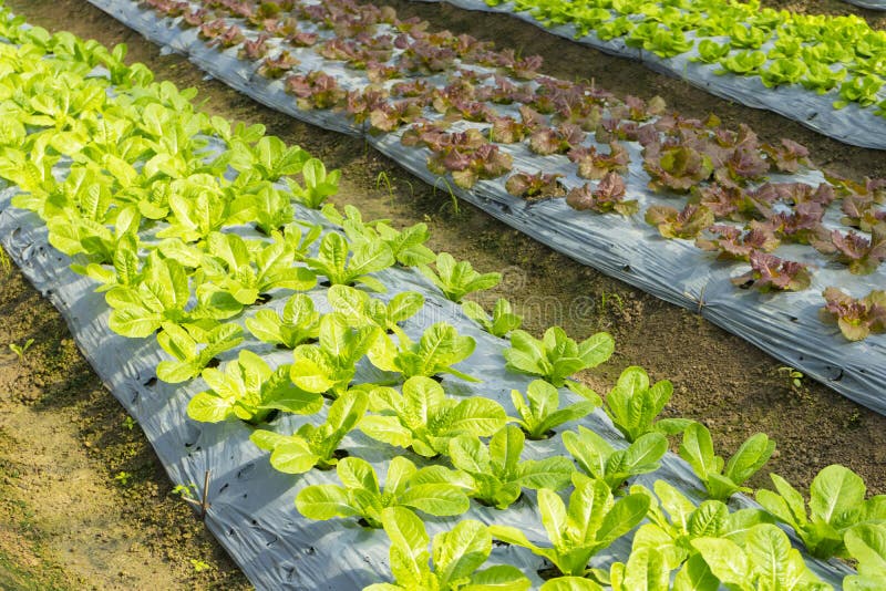 Young Fresh Green Cos Growth in Farm. Stock Image - Image of green ...