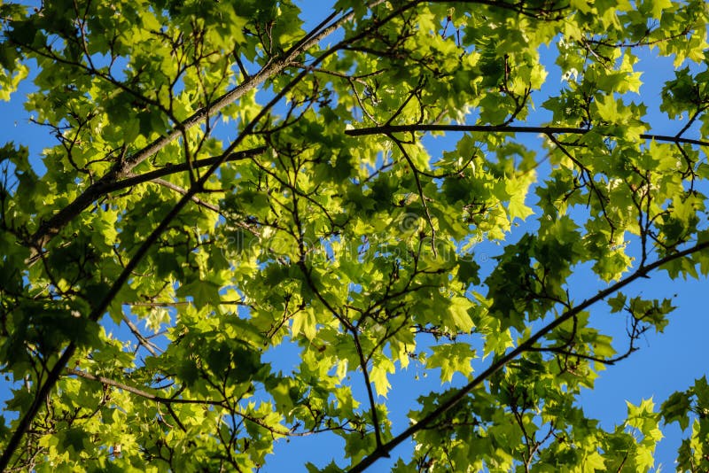 256 Mapple Texture Stock Photos - Free & Royalty-Free Stock Photos from ...