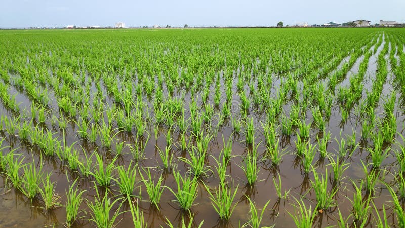 Young Fresh Green Paddy Field Stock Image - Image of organic ...