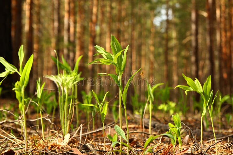 The Young Fresh Green Sprouts of a Grass in a Forest. Stock Image ...