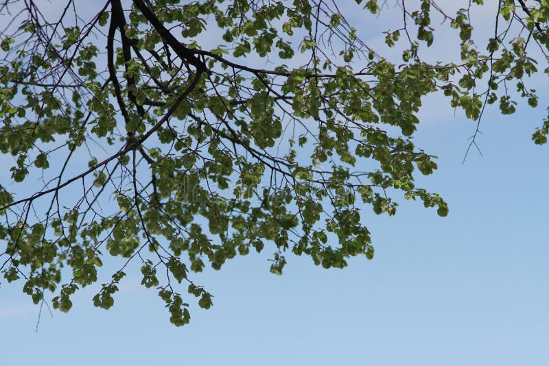Fresh green tree leaves stock image. Image of life, blue - 114830817 Fresh green tree leaves stock image. Image of life, blue - 114830817