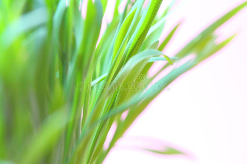Young Fresh Greens on a Light Pink Background, Spring Concept Stock ...