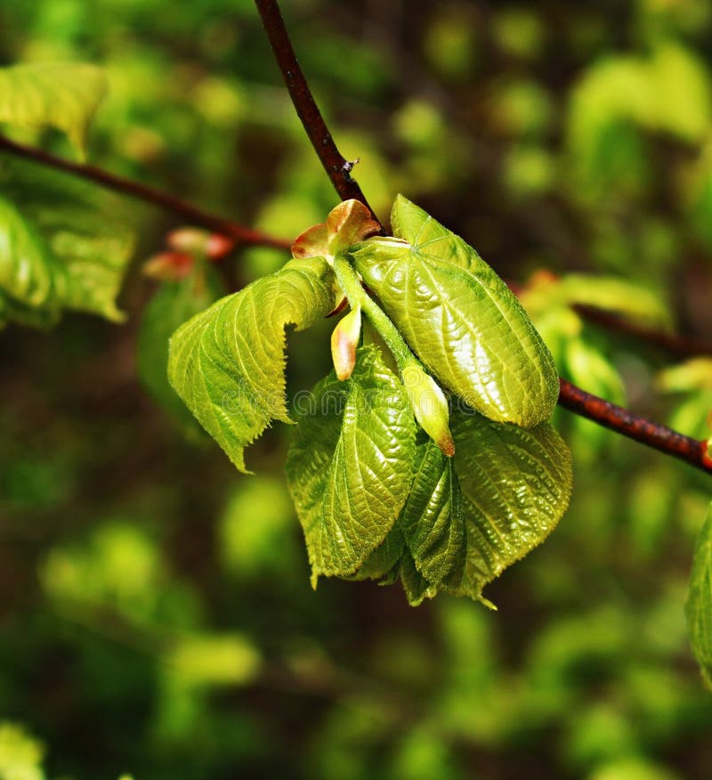 Young Fresh Leaves Grow Every Spring on Trees and Bushes Stock Photo ...