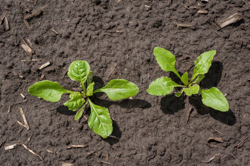 Fresh Leaves, Sugar Beet Sprouts on the Field in Spring Stock Image ...