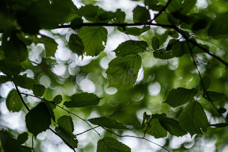 Young Fresh Linden Tree Leaves in Forest Summer after the Rain Stock ...