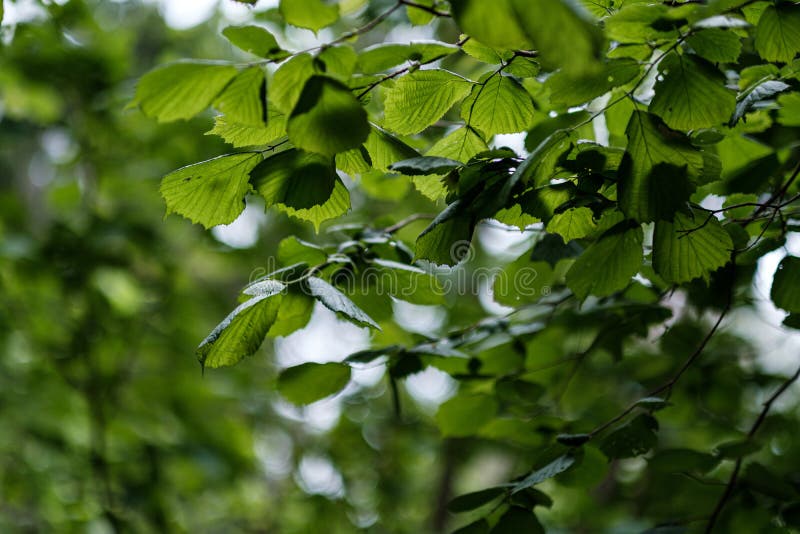 Young Fresh Linden Tree Leaves in Forest Summer after the Rain Stock ...