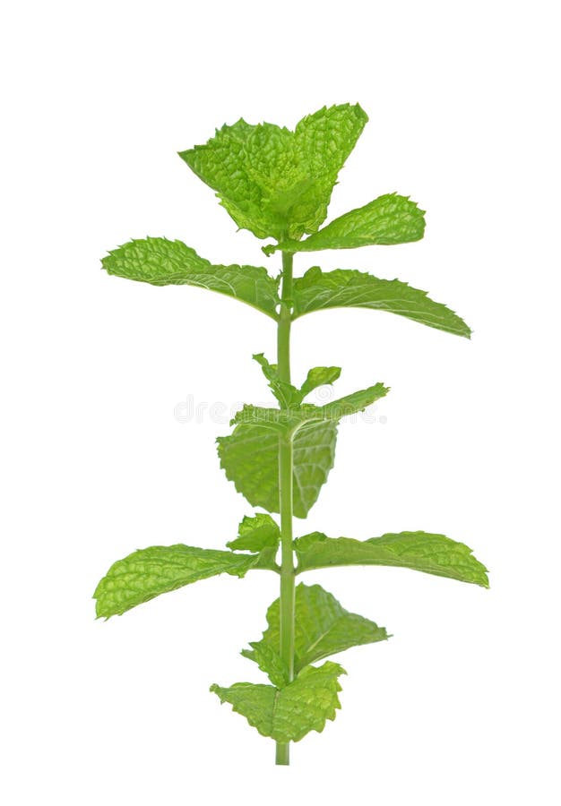 Young fresh mint stock image. Image of branch, spring - 152985457