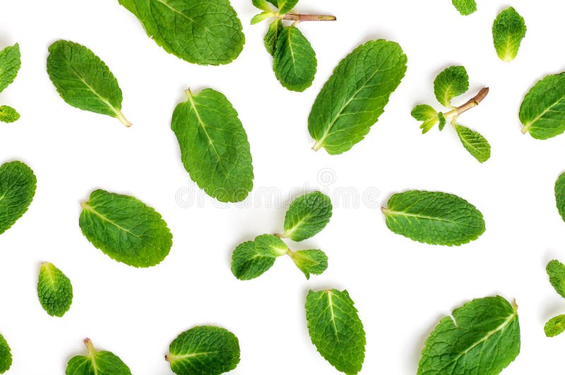 Young Fresh Mint Leaves Scattered Isolated on a White Background Stock ...