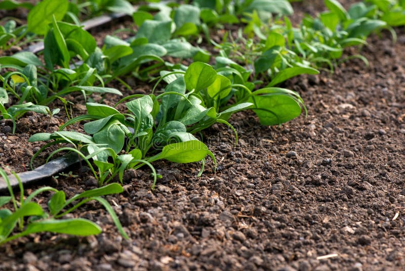 Young Fresh Organic Spinach Plants and Drip Irrigation System in a Greenhouse Stock Image ...