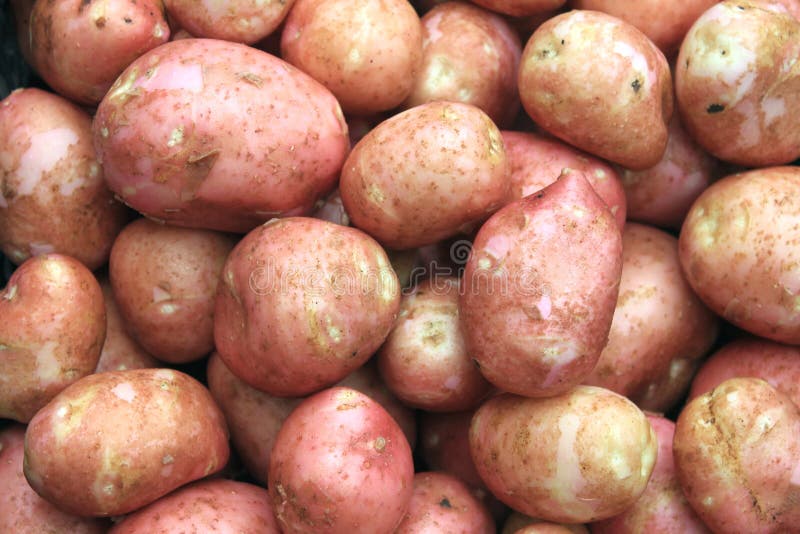 Young Fresh Potatoes for Pattern Texture and Background Stock Image ...