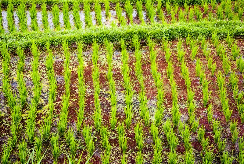 Young fresh rice growing stock image. Image of field - 49169379