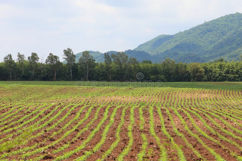 Young and Fresh Shoot of Corn Field in the Valley Surrounded by ...