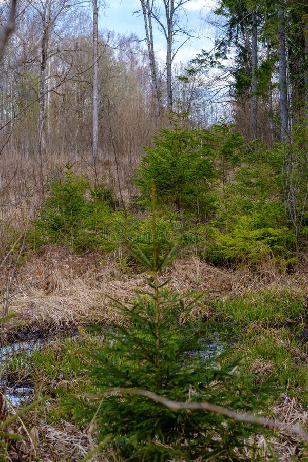Young Fresh Spring Green Spruce Tree Forest in Sunny Day Stock Image ...