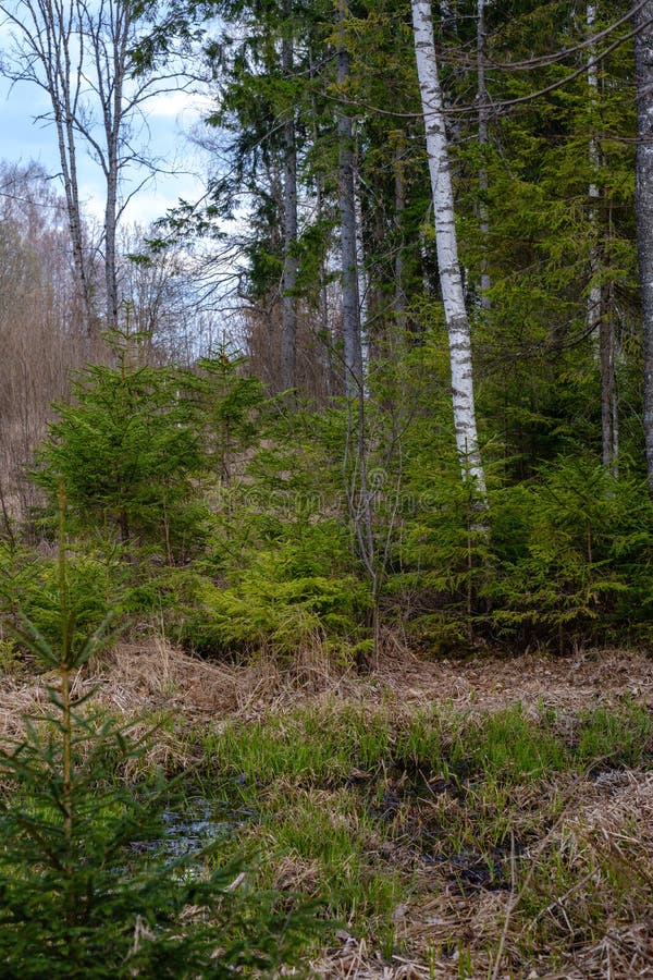 Young Fresh Spring Green Spruce Tree Forest in Sunny Day Stock Photo ...