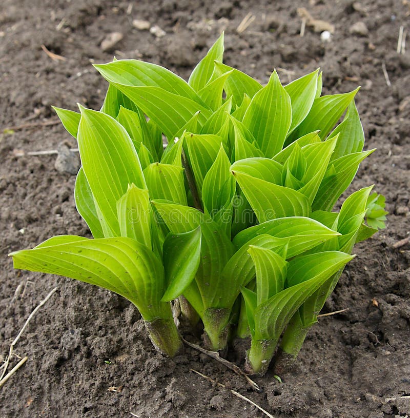 Hosta Sprouts Emerging in the Spring Stock Photo - Image of emerge ...