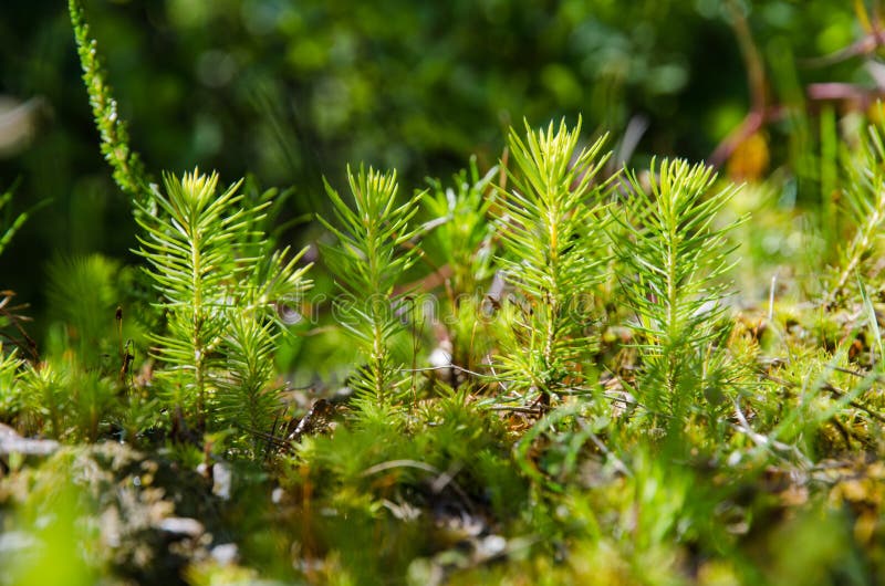 Forestry seedlings stock image. Image of small, growth - 20754047