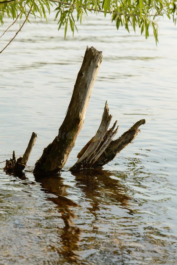 Young Fresh Willow Branches Over the Water of the Lake Hides the Old ...