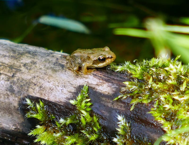 Emerging young frog stock photo. Image of frog, water - 22903942