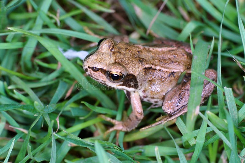 Young frog in the grass stock photo. Image of newborn - 290234004