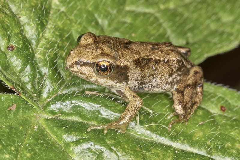 Young frog on a green leaf stock photo. Image of stream - 286895680