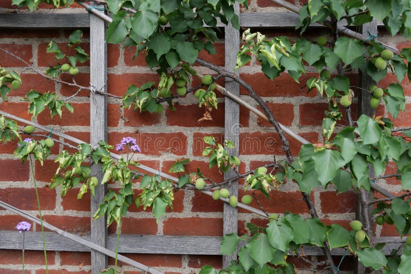 Young Fruit Growing on Tree Trained Against Wall with Trellis Stock ...