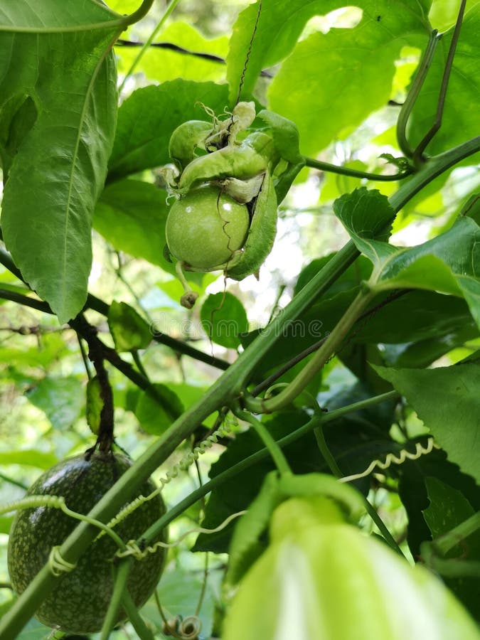 Young Fruit of the Passion Fruit Vine Green Stock Photo - Image of vine ...