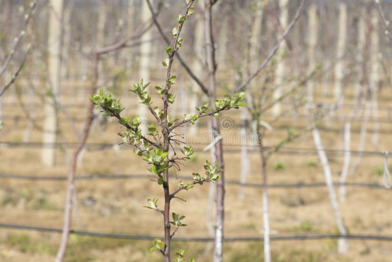 Young Fruit Tree with Buds and Fresh Leaves. Industrial Cultivation of ...