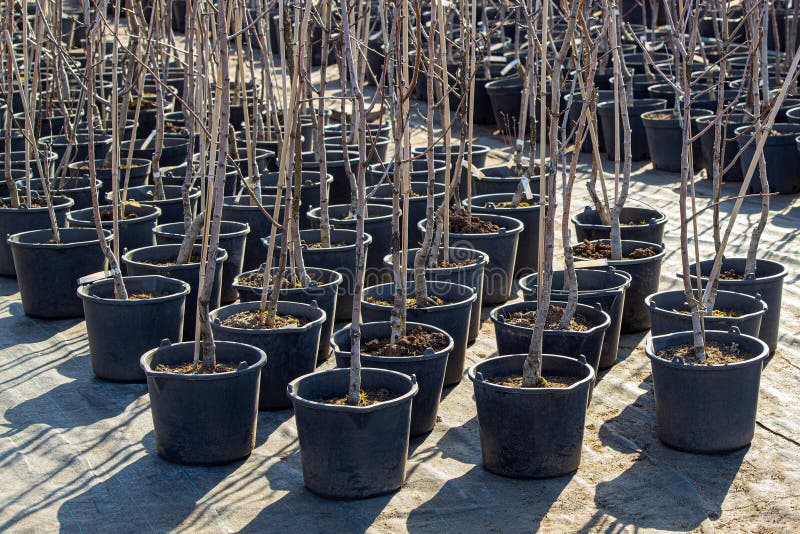 Young Fruit Tree in a Pot in a Plant Nursery Stock Photo - Image of ...