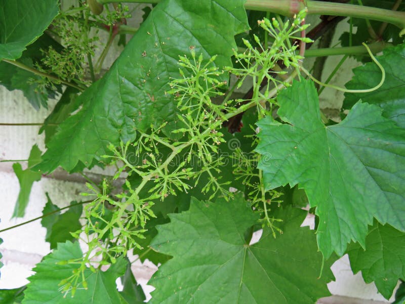 Small Young Grapes Close Up Stock Photo - Image of vine, season: 189467526