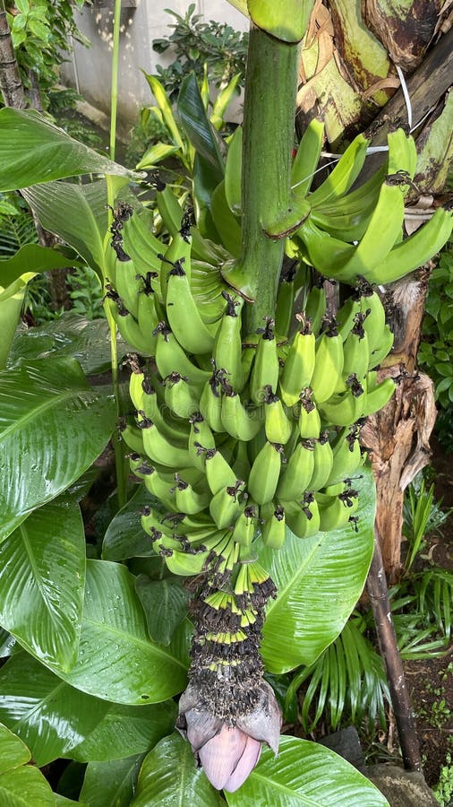 A Young Fruiting Banana Tree Stock Photo - Image of bright, flora ... A Young Fruiting Banana Tree Stock Photo - Image of bright, flora ...