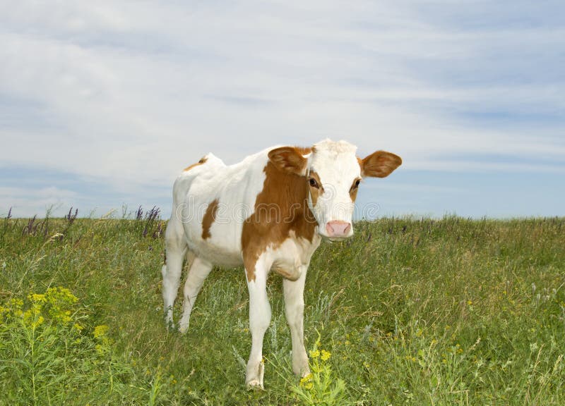 Young Fun Cow at the Meadow in Summer Day Stock Image - Image of cattle ...
