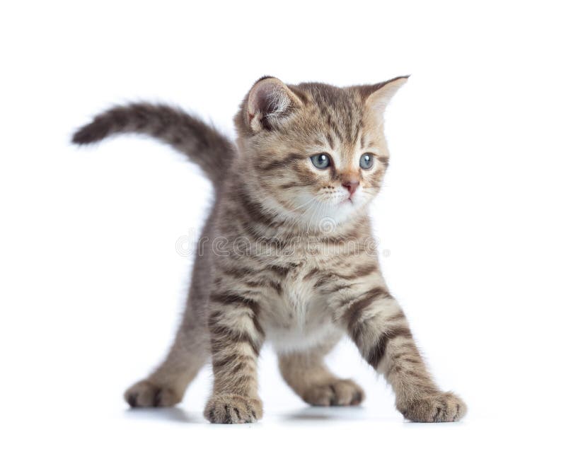 Standing Cat Isolated on White Stock Photo - Image of view, kitty ...