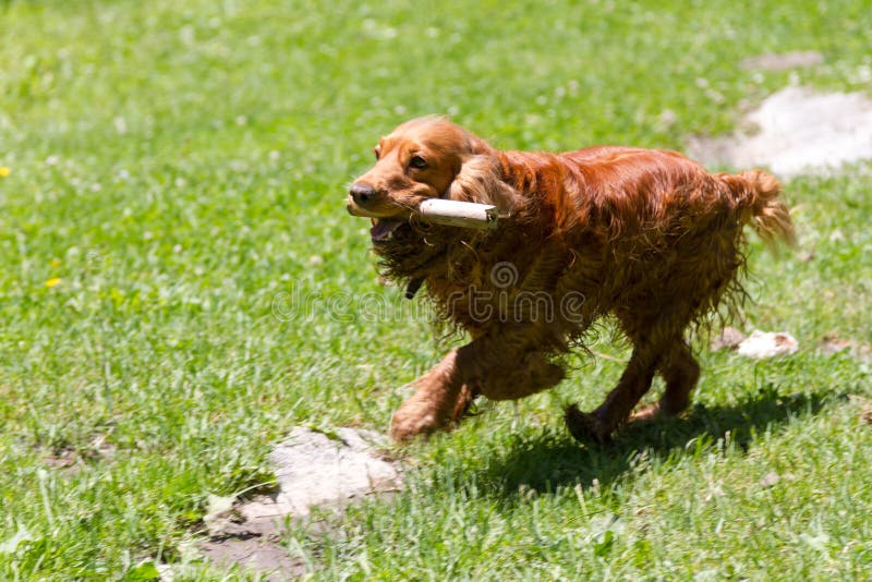 Young and Funny Cocker Spaniel with a Stick Stock Image - Image of ...