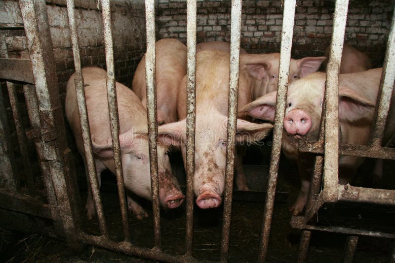 Young Funny Dirty Piglets on a Pig Farm. Stock Image - Image of piglet ...