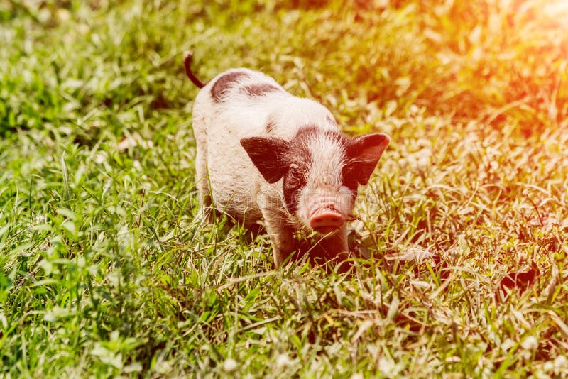 Young Funny Pig on a Spring Green Grass. Stock Image - Image of meadow ...