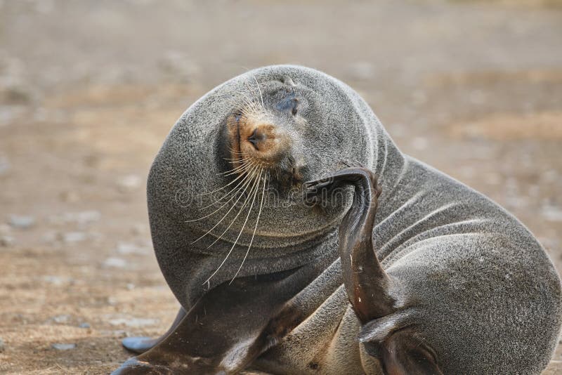 Young fur seal stock image. Image of cute, animal, rest - 164261107
