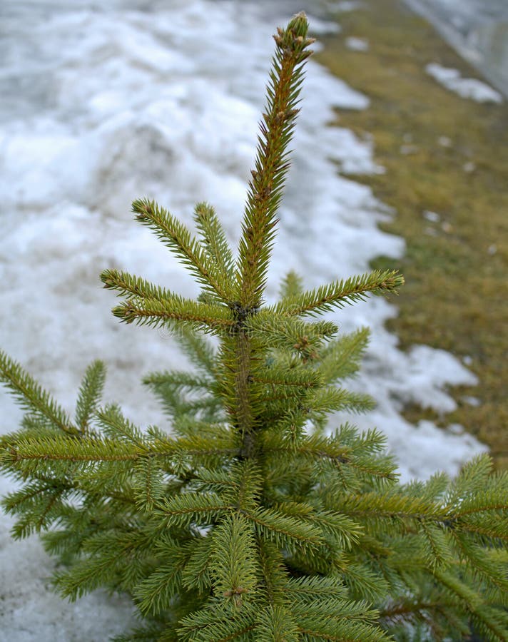 The creative fur-tree stock photo. Image of holiday, pine - 7223528